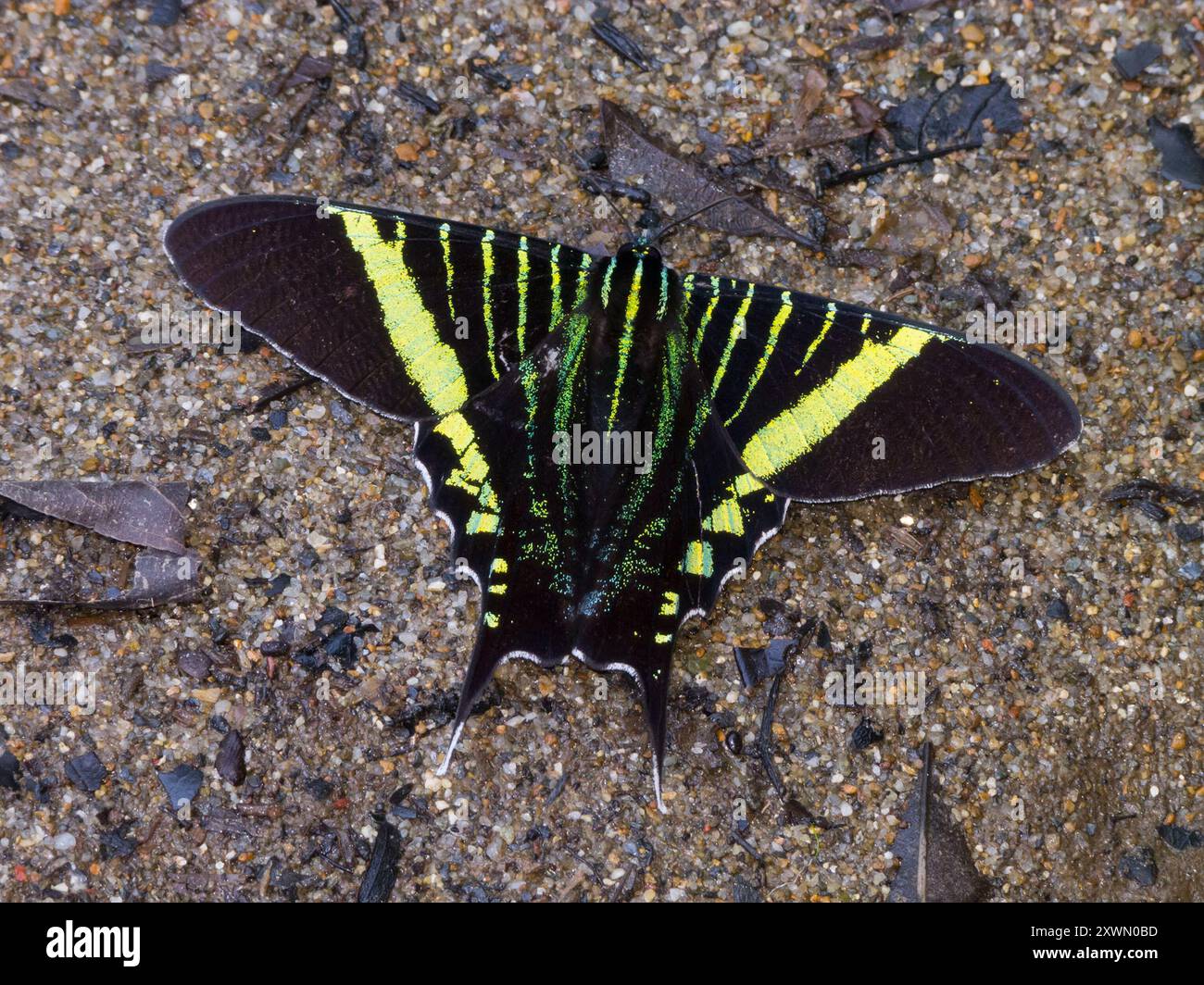 Urania Swallowtail Moth (Urania fulgens) Insecta Stock Photo - Alamy