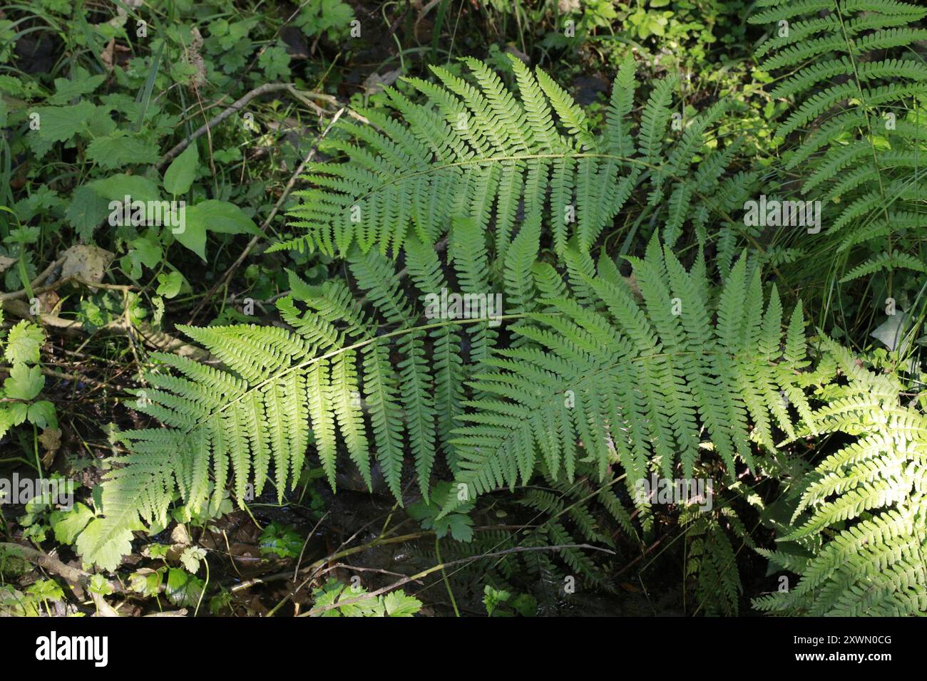 male fern (Dryopteris filix-mas) Plantae Stock Photo - Alamy