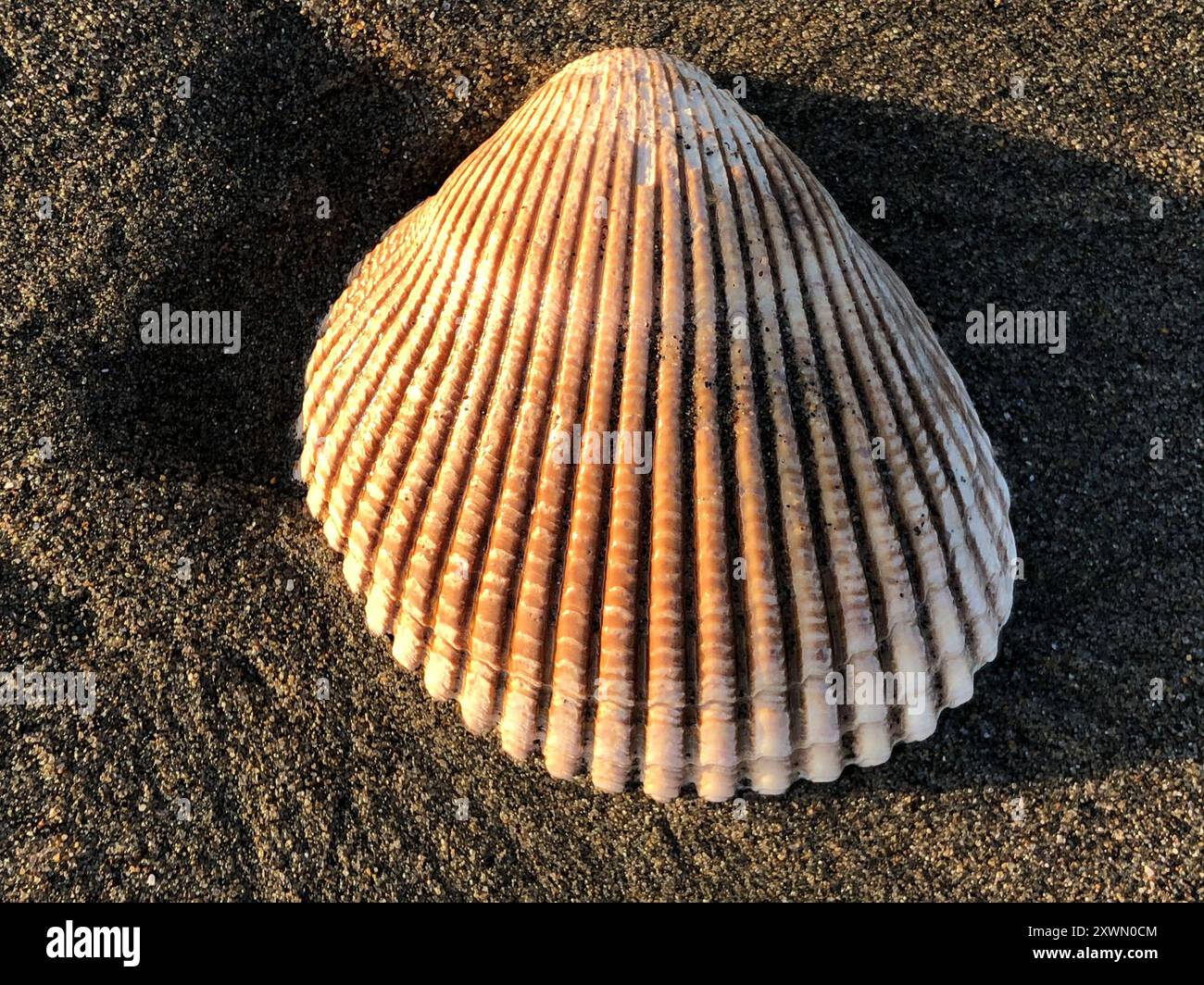 Nuttall's Cockle (Clinocardium nuttallii) Mollusca Stock Photo - Alamy