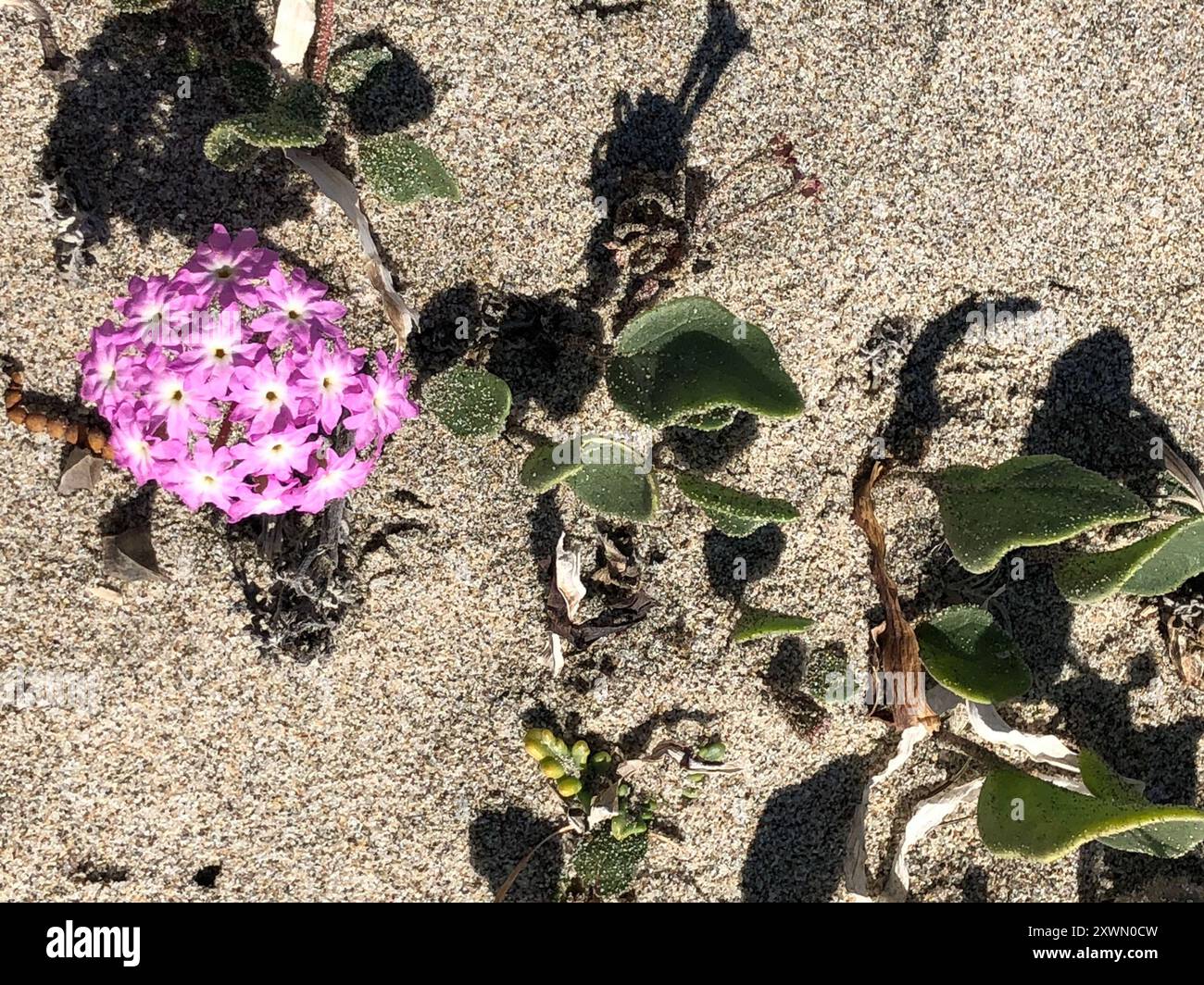 Pink Sand Verbena (Abronia umbellata) Plantae Stock Photo - Alamy