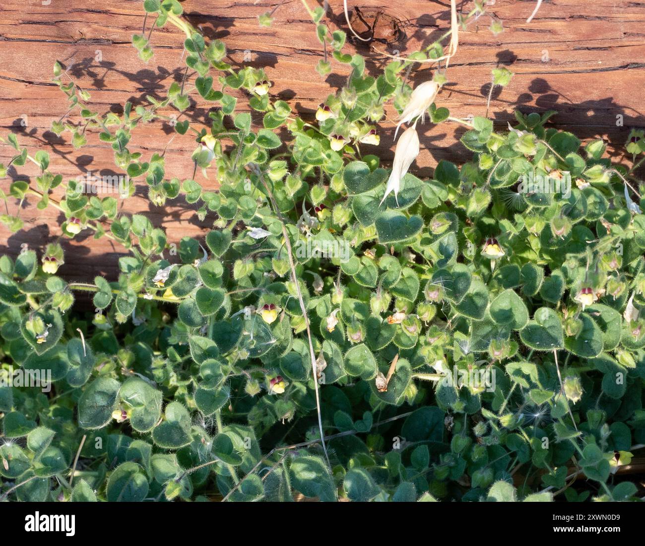 Sharp-leaved Fluellen (Kickxia elatine) Plantae Stock Photo - Alamy