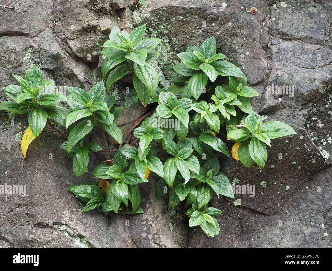 (Boehmeria zollingeriana podocarpa) Plantae Stock Photo - Alamy