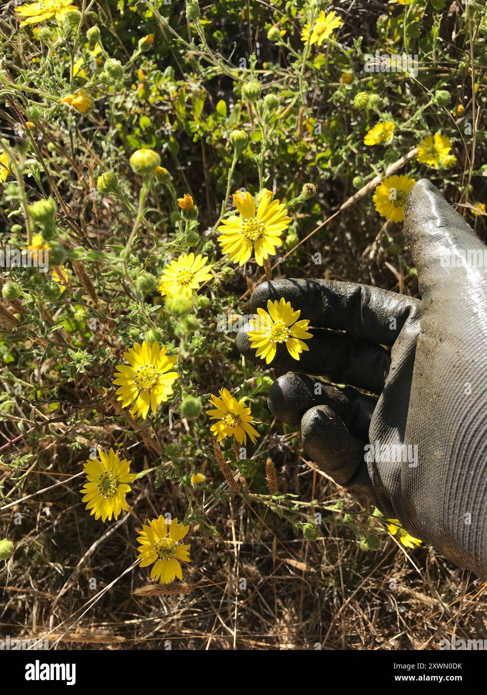 Yellow Hayfield Tarplant (Hemizonia congesta lutescens) Plantae Stock ...