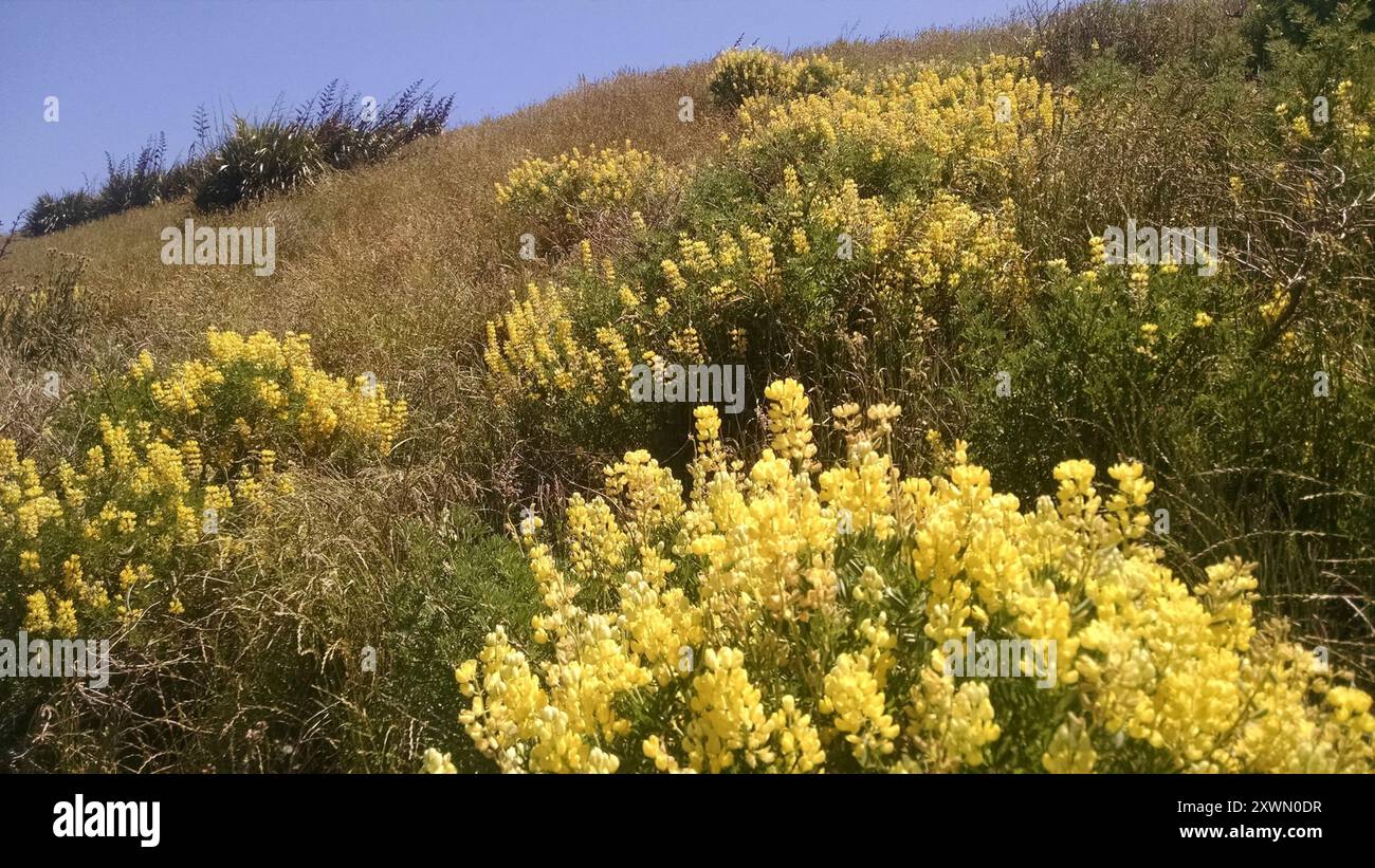 coastal bush lupine (Lupinus arboreus) Plantae Stock Photo - Alamy