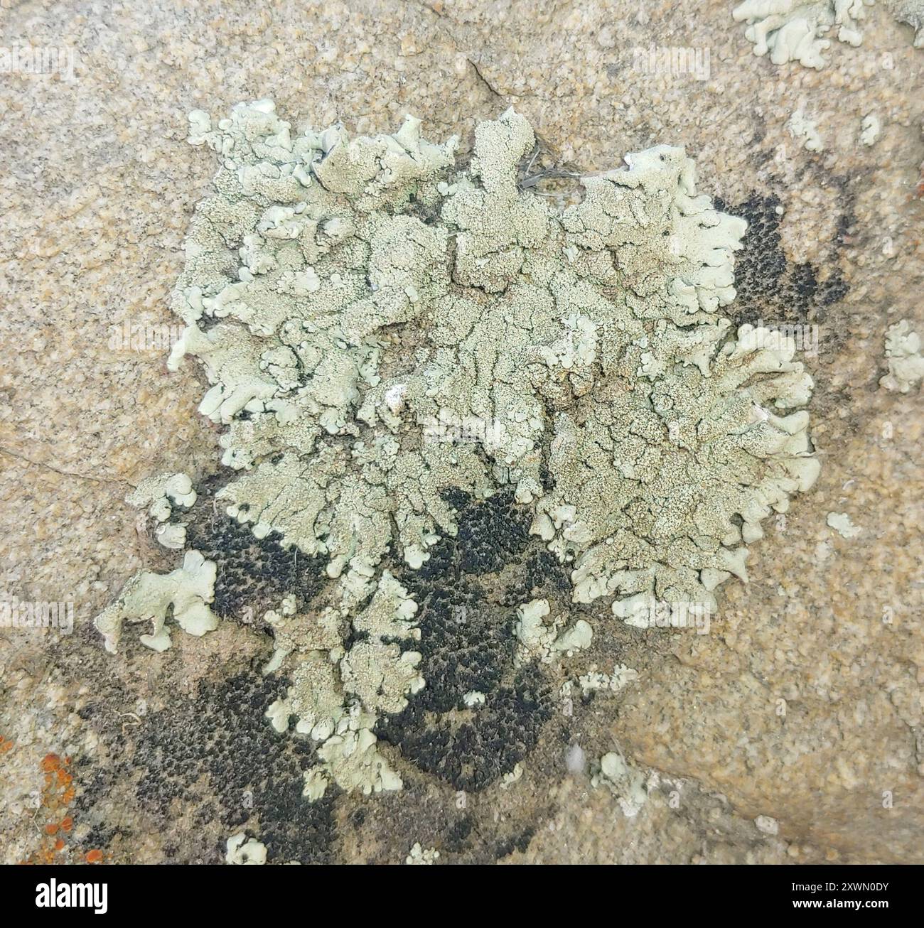 Salted Rock-shield (Xanthoparmelia mexicana) Fungi Stock Photo - Alamy