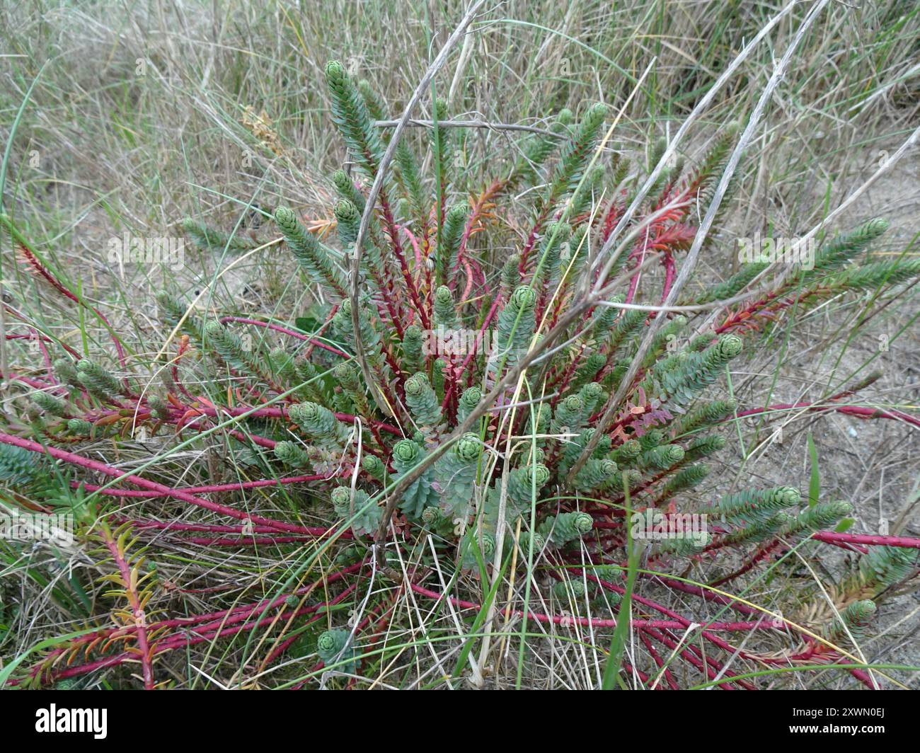 Sea Spurge (Euphorbia paralias) Plantae Stock Photo - Alamy