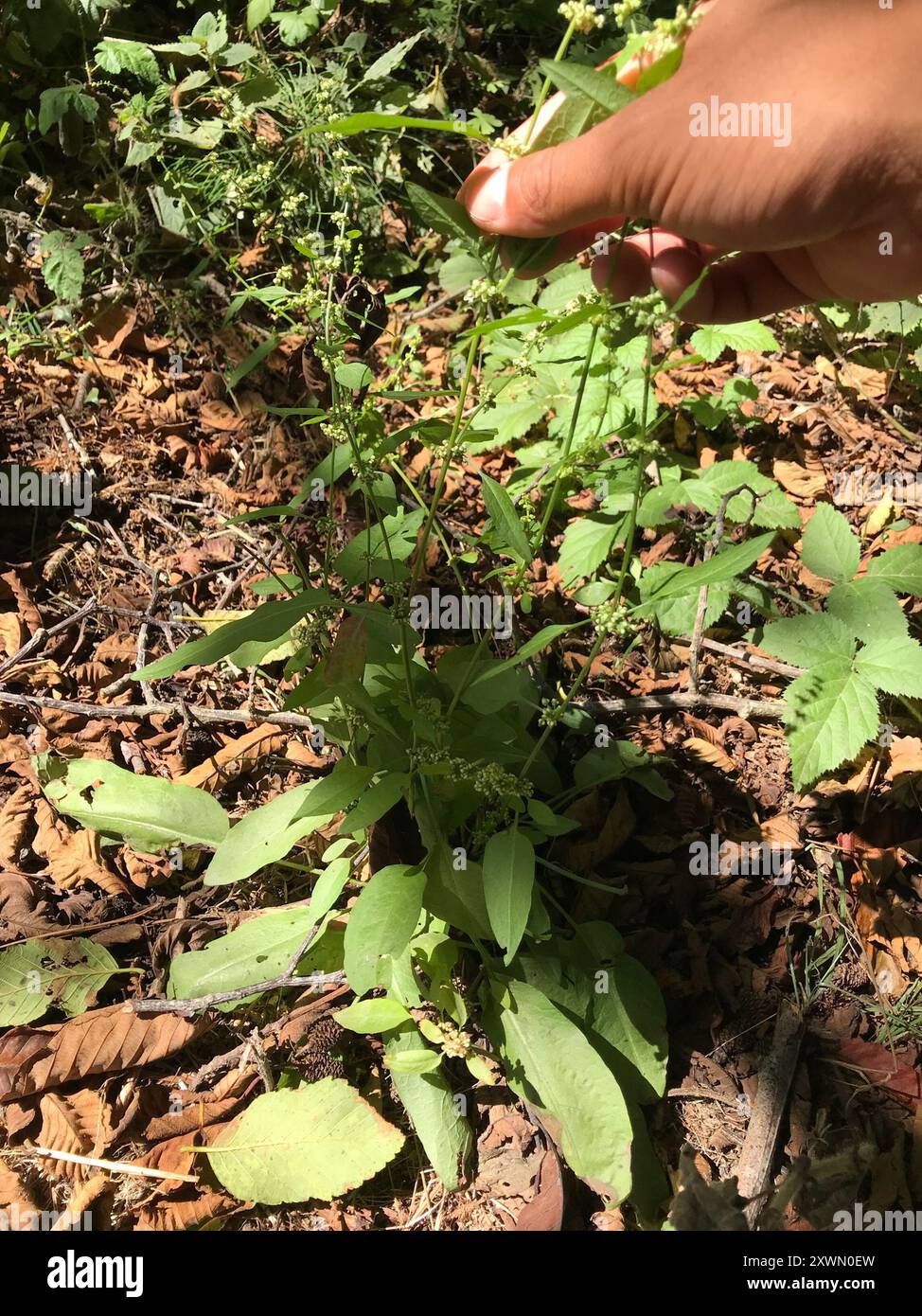 knotweed family (Polygonaceae) Plantae Stock Photo - Alamy