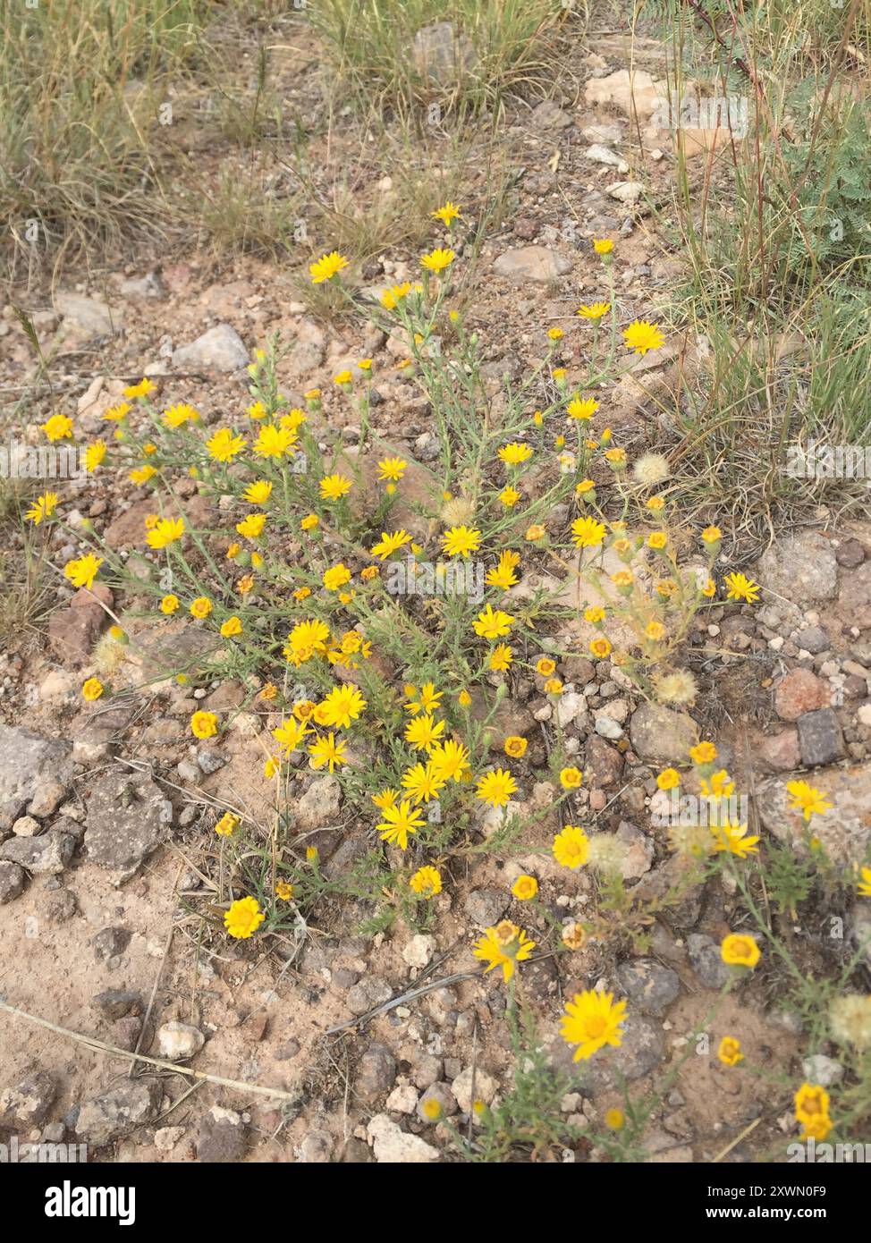 hairyseed bahia (Picradeniopsis absinthifolia) Plantae Stock Photo - Alamy