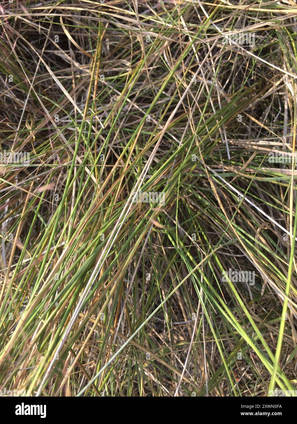 Hairawn Muhly (Muhlenbergia capillaris) Plantae Stock Photo - Alamy