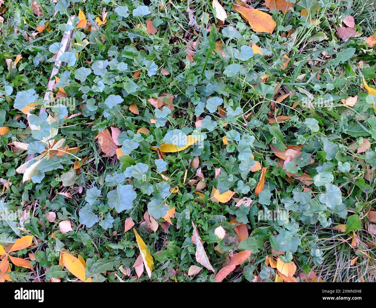 Small Mallow (Malva pusilla) Plantae Stock Photo - Alamy