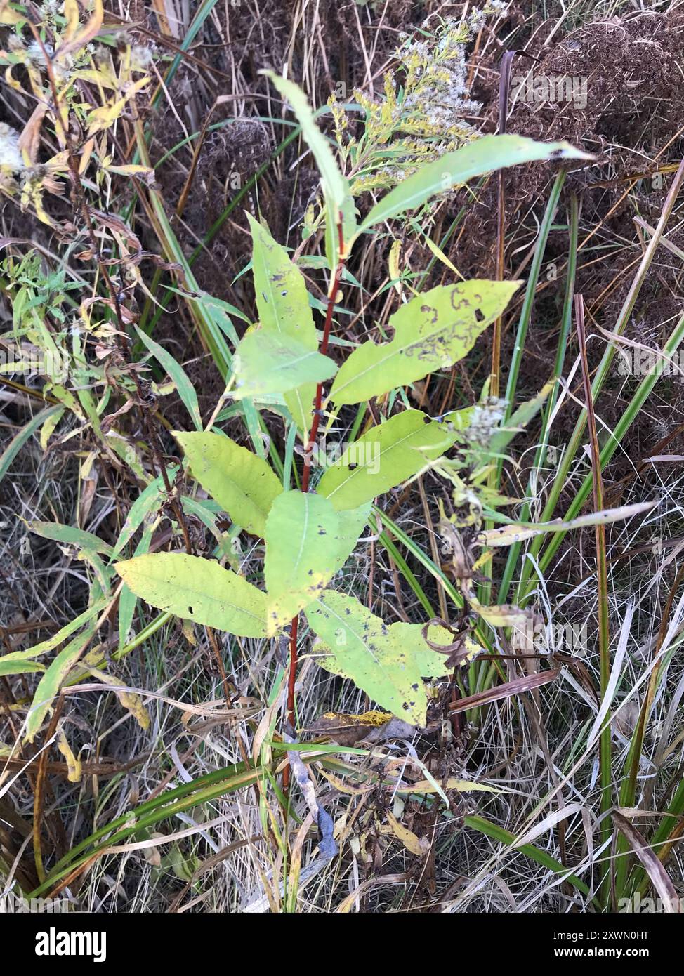 pussy willow (Salix discolor) Plantae Stock Photo - Alamy