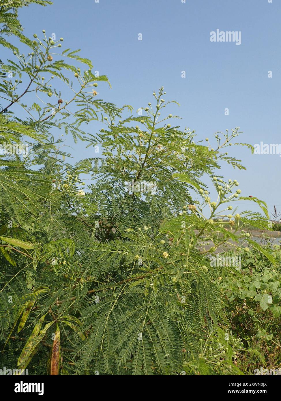 White leadtree (Leucaena leucocephala) Plantae Stock Photo - Alamy