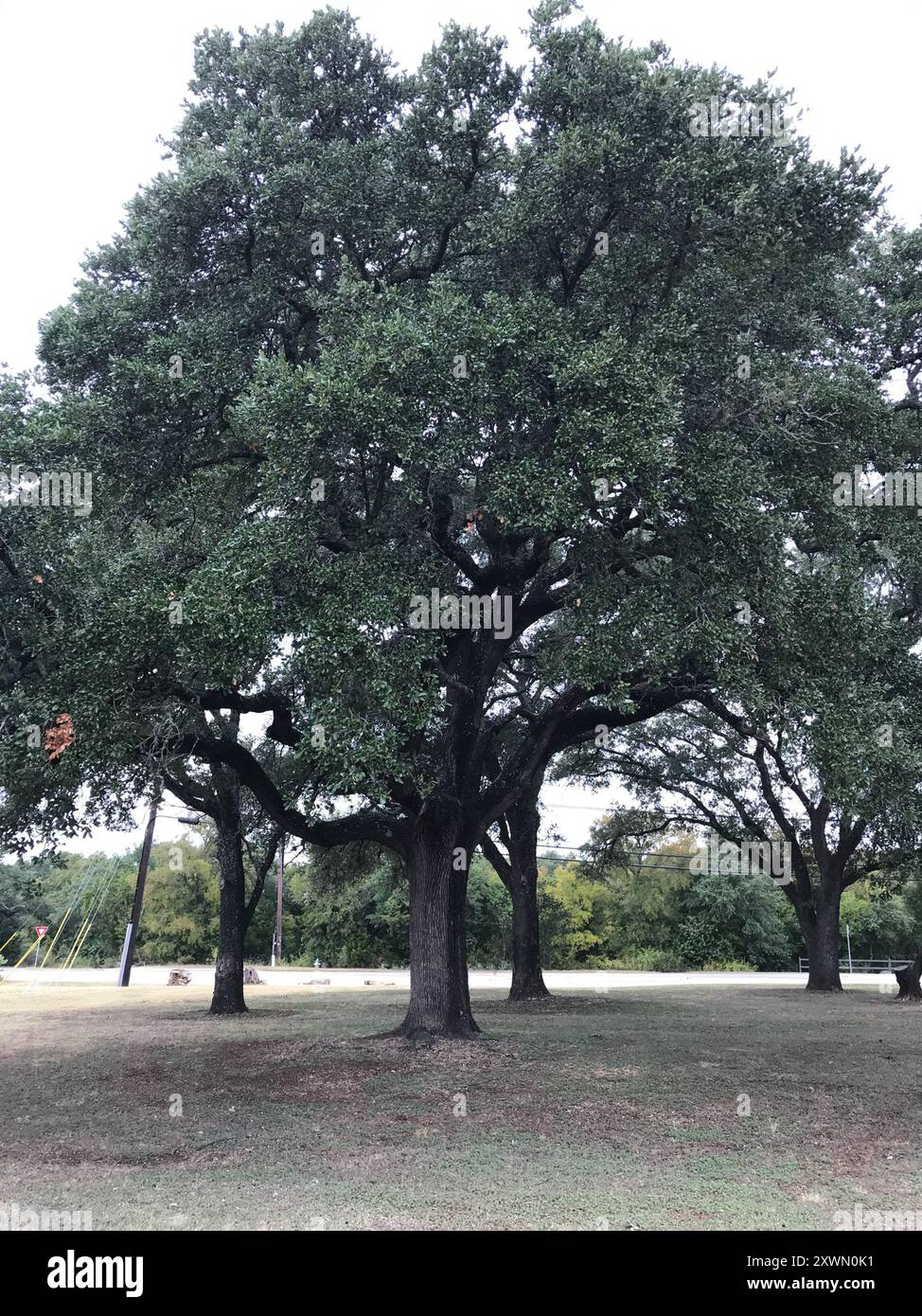 Texas live oak (Quercus fusiformis) Plantae Stock Photo - Alamy