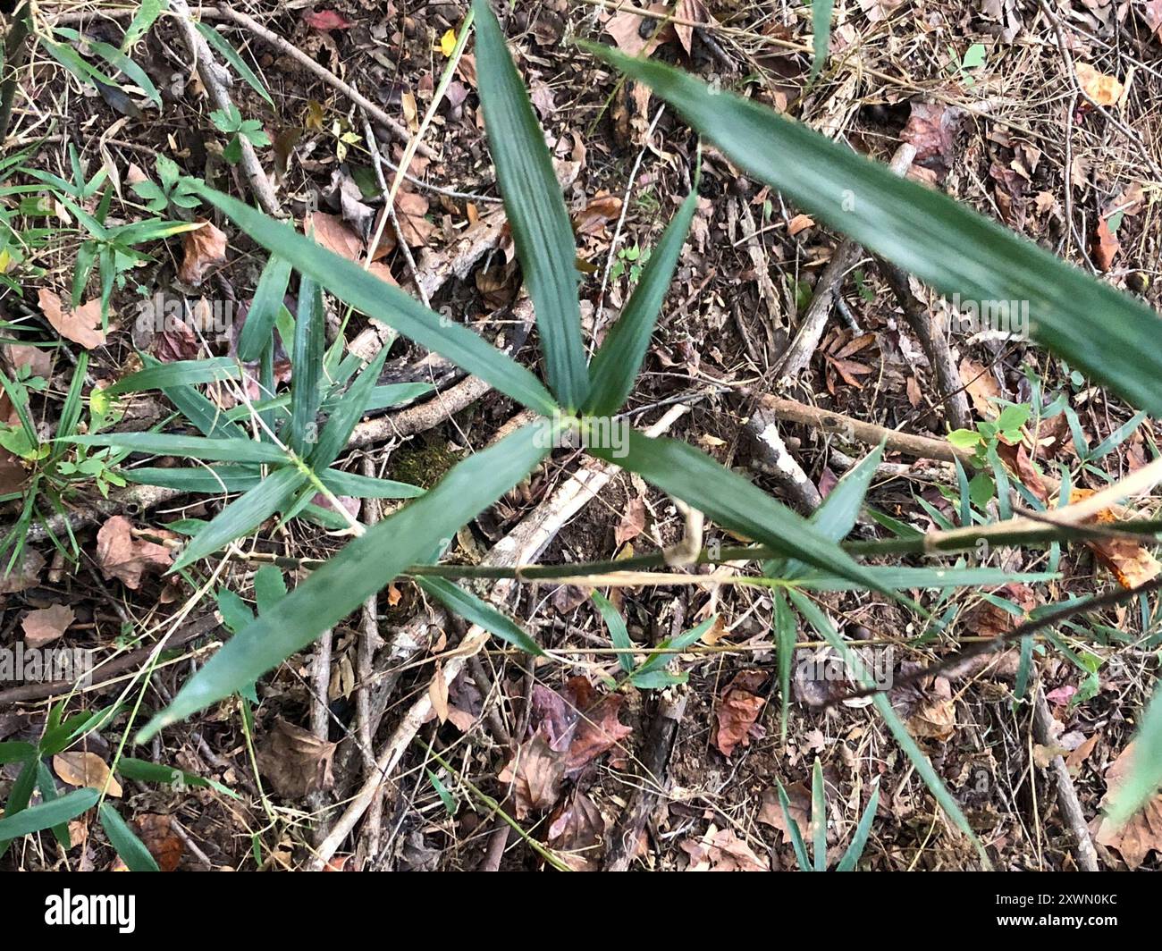 river cane (Arundinaria gigantea) Plantae Stock Photo - Alamy