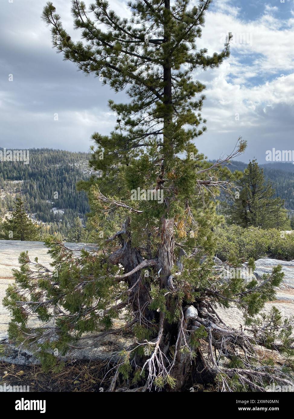 Juniperus grandis hi-res stock photography and images - Alamy