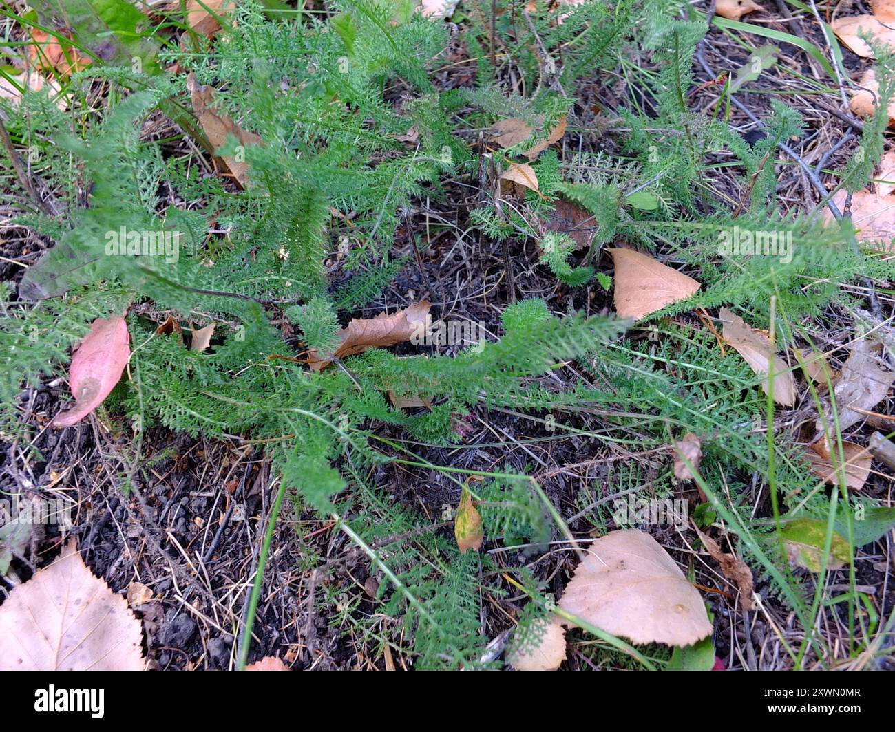 common yarrow (Achillea millefolium) Plantae Stock Photo - Alamy