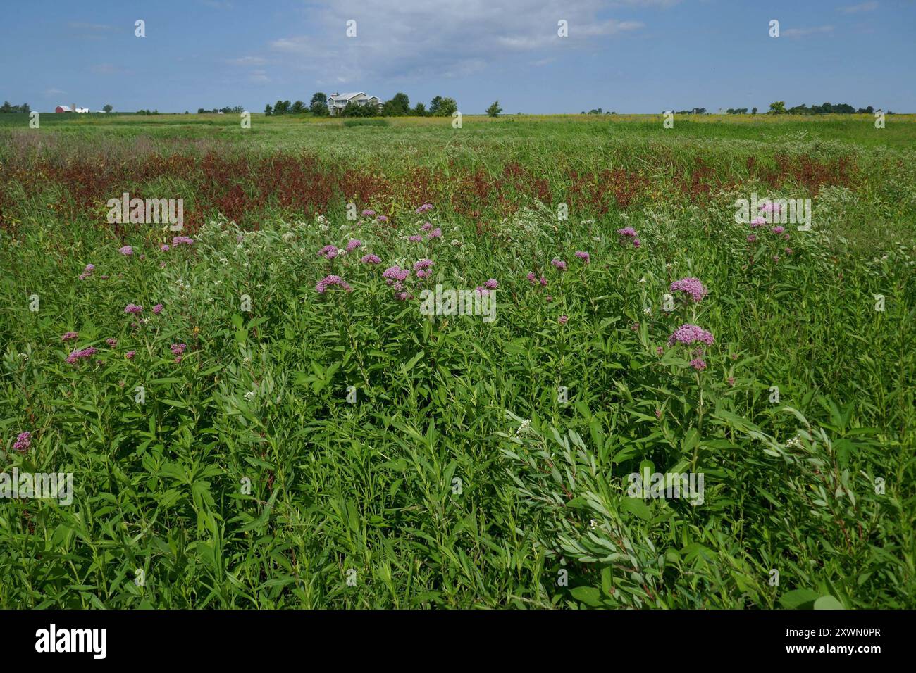 tall dock (Rumex altissimus) Plantae Stock Photo - Alamy