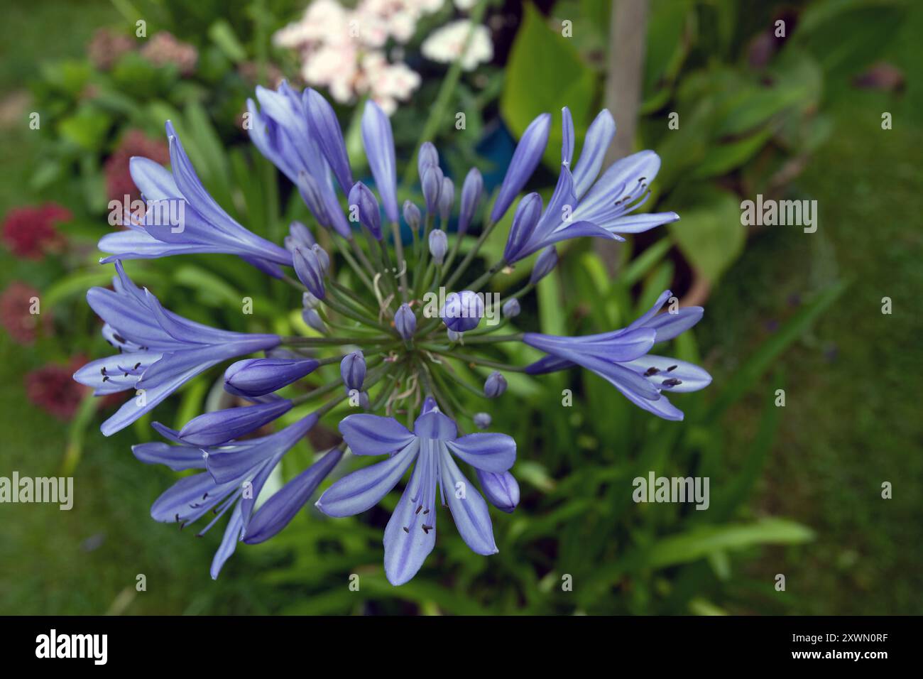 African blue lily Agapanthus africanus flowers against a garden ...