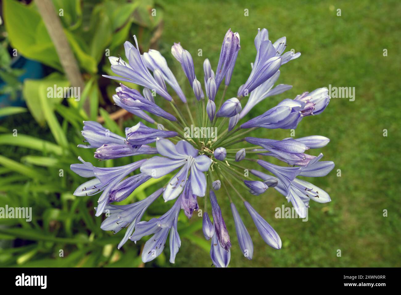 African blue lily Agapanthus africanus flowers against a garden ...