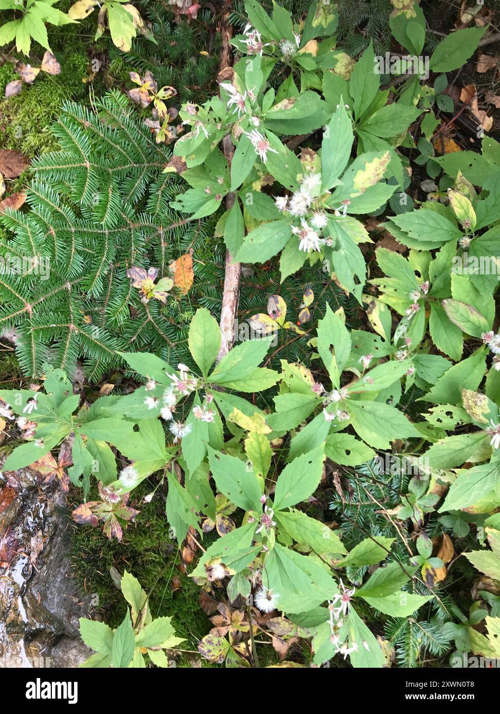 whorled wood aster (Oclemena acuminata) Plantae Stock Photo - Alamy