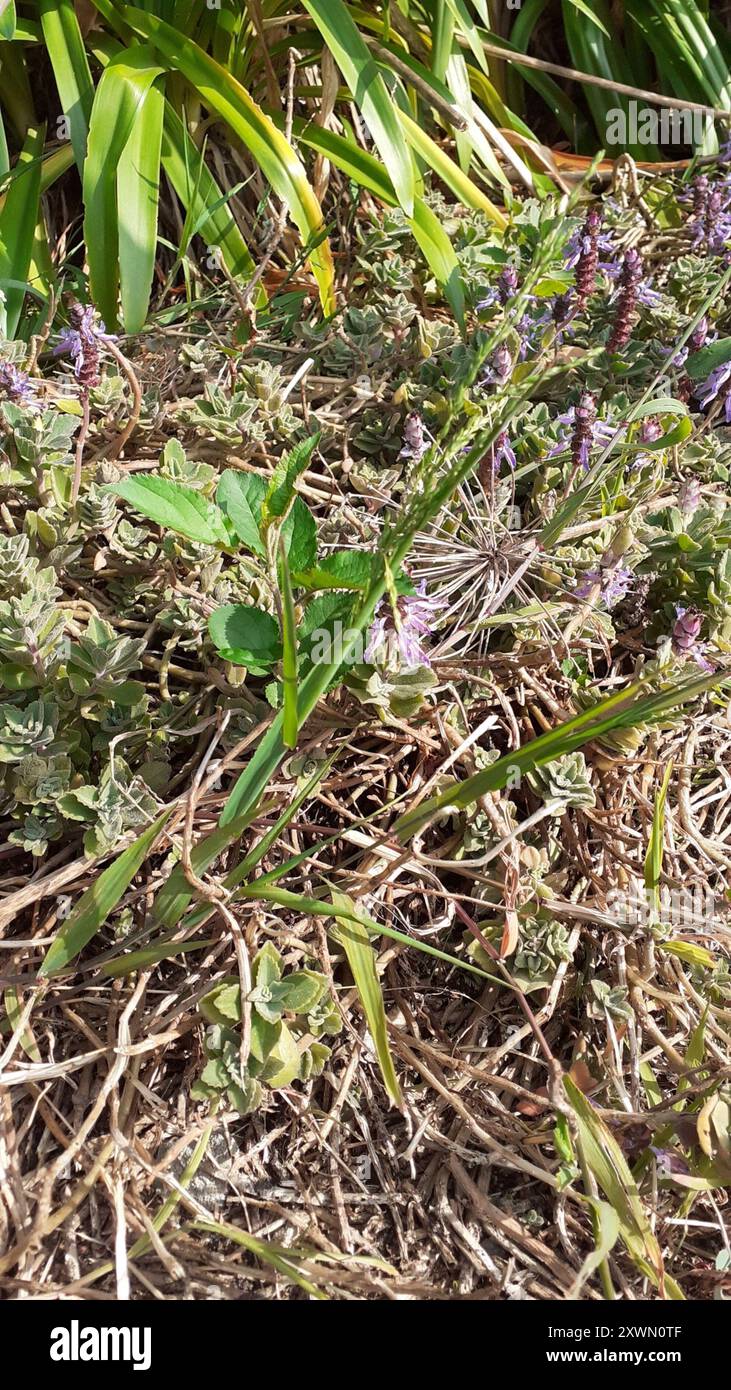 panic veldtgrass (Ehrharta erecta) Plantae Stock Photo - Alamy