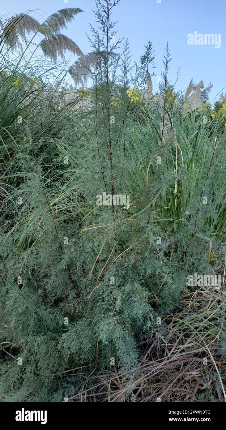 Tamarisks (Tamarix) Plantae Stock Photo - Alamy