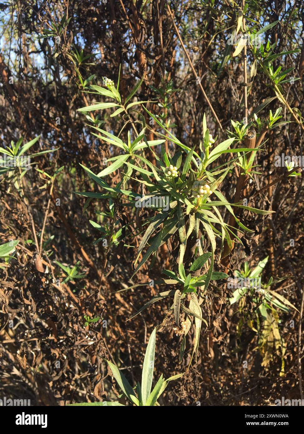 mule fat (Baccharis salicifolia) Plantae Stock Photo - Alamy