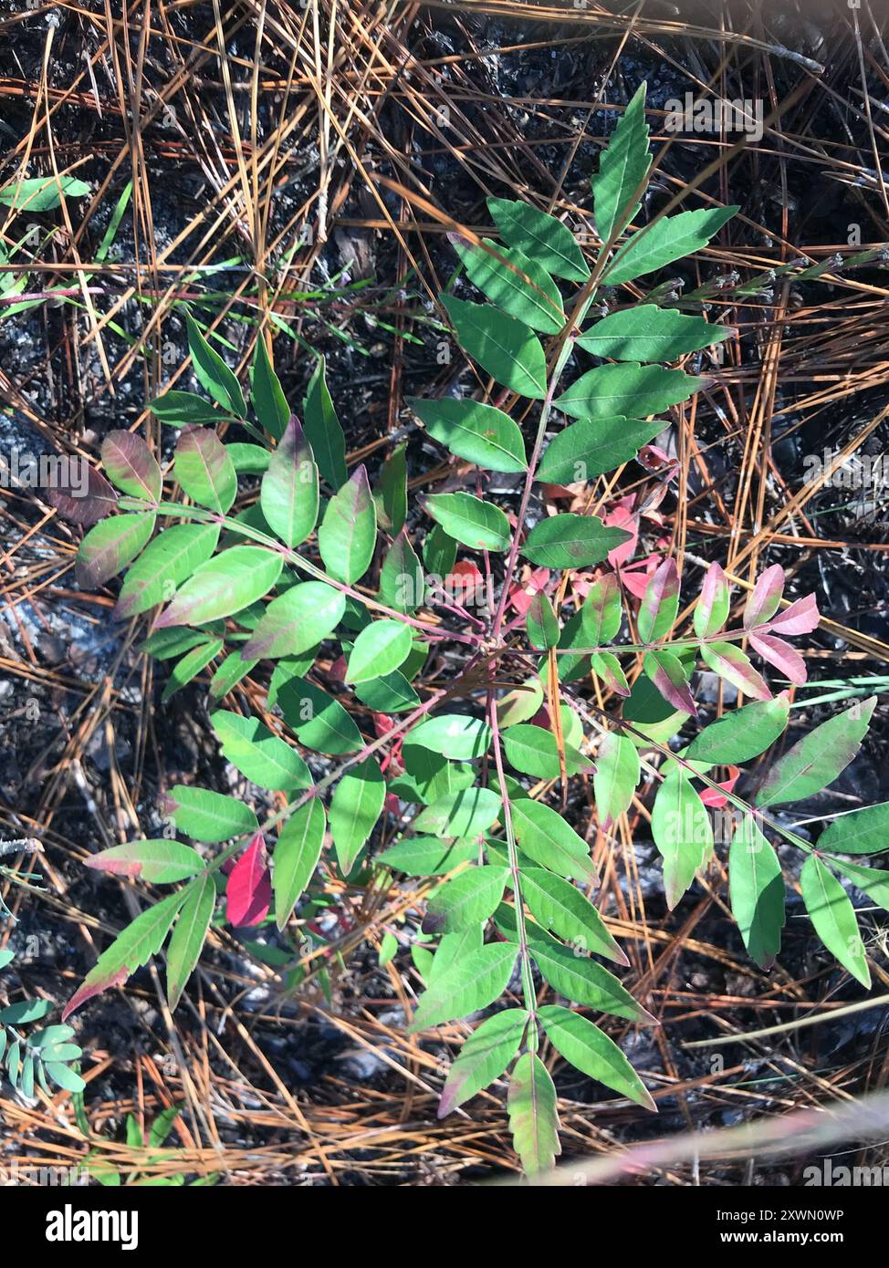 shining sumac (Rhus copallinum) Plantae Stock Photo - Alamy