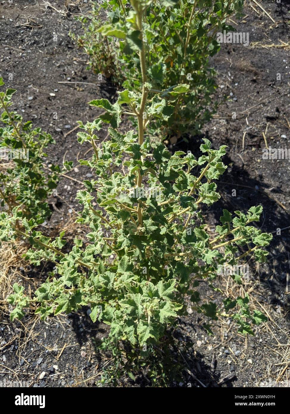 southern coastal bushmallow (Malacothamnus fasciculatus) Plantae Stock ...