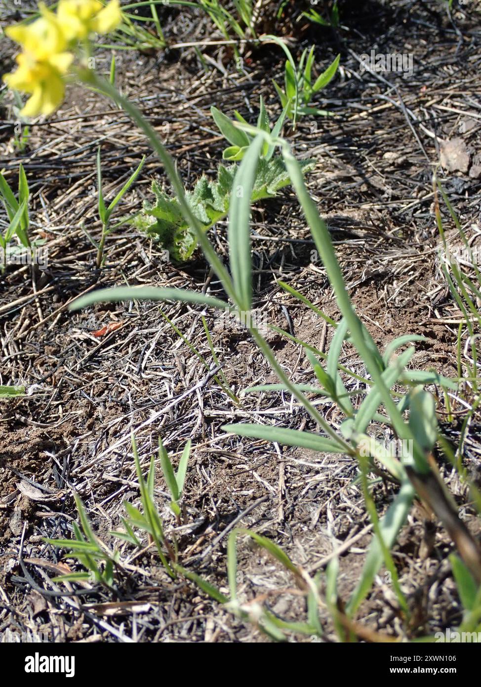 Diploglossa hi-res stock photography and images - Alamy