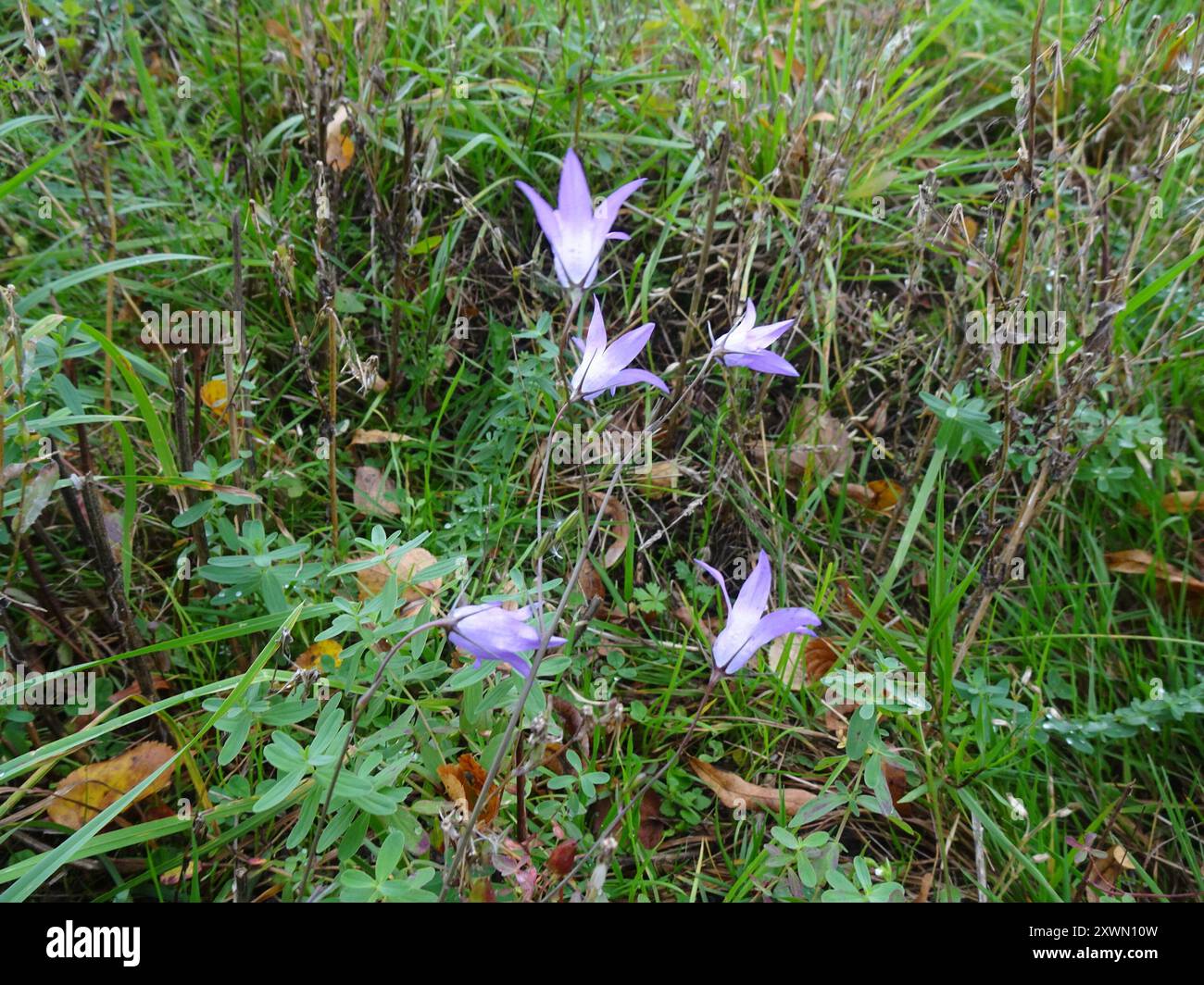Rampion (Campanula rapunculus) Plantae Stock Photo - Alamy
