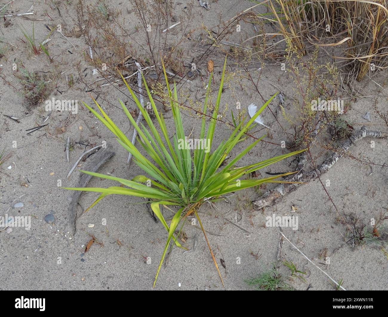common yucca (Yucca filamentosa) Plantae Stock Photo - Alamy