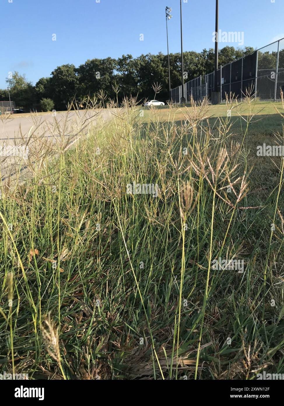 King Ranch bluestem (Bothriochloa ischaemum) Plantae Stock Photo - Alamy