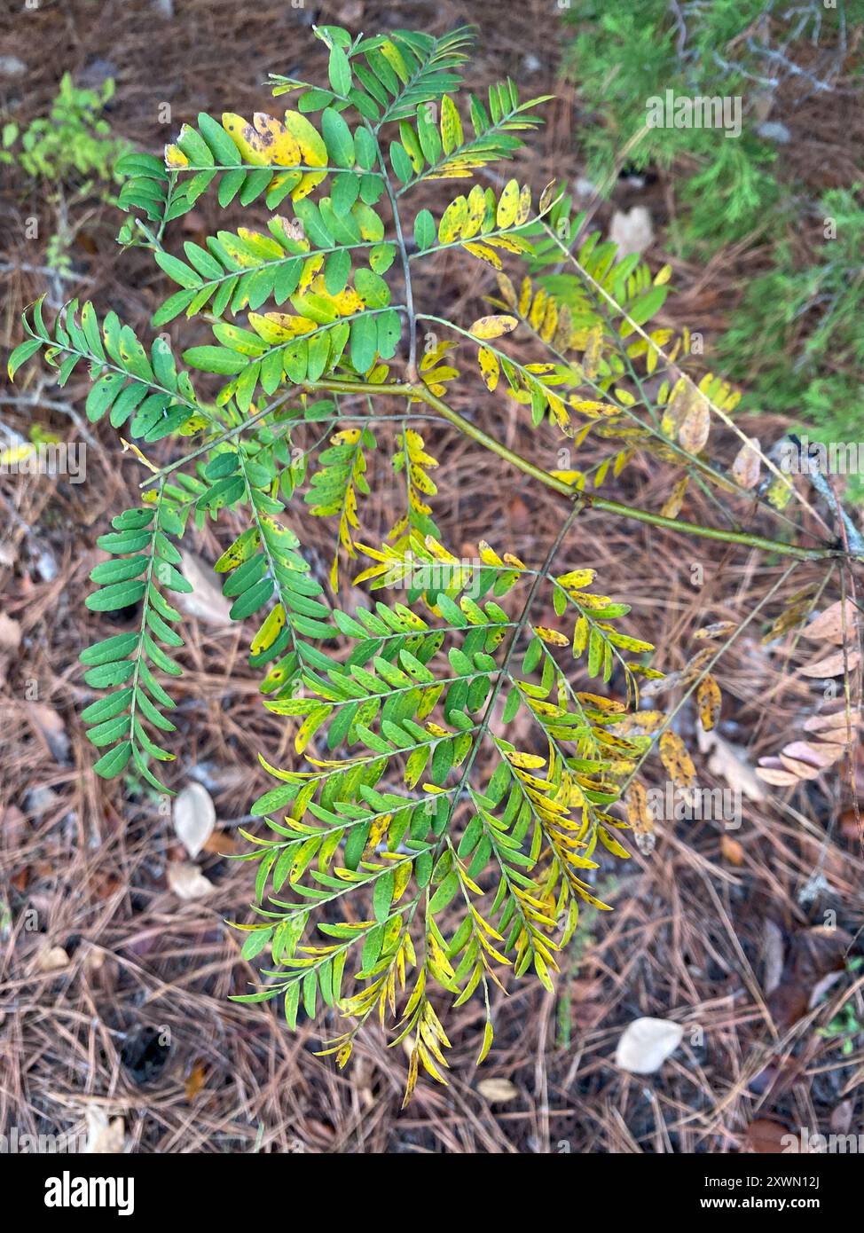 honey locust (Gleditsia triacanthos) Plantae Stock Photo - Alamy
