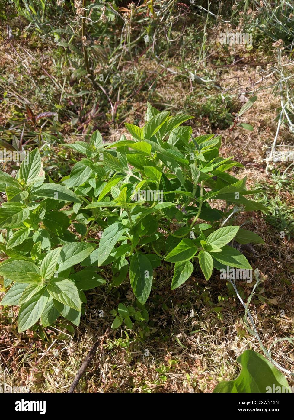 corn mint (Mentha arvensis) Plantae Stock Photo - Alamy