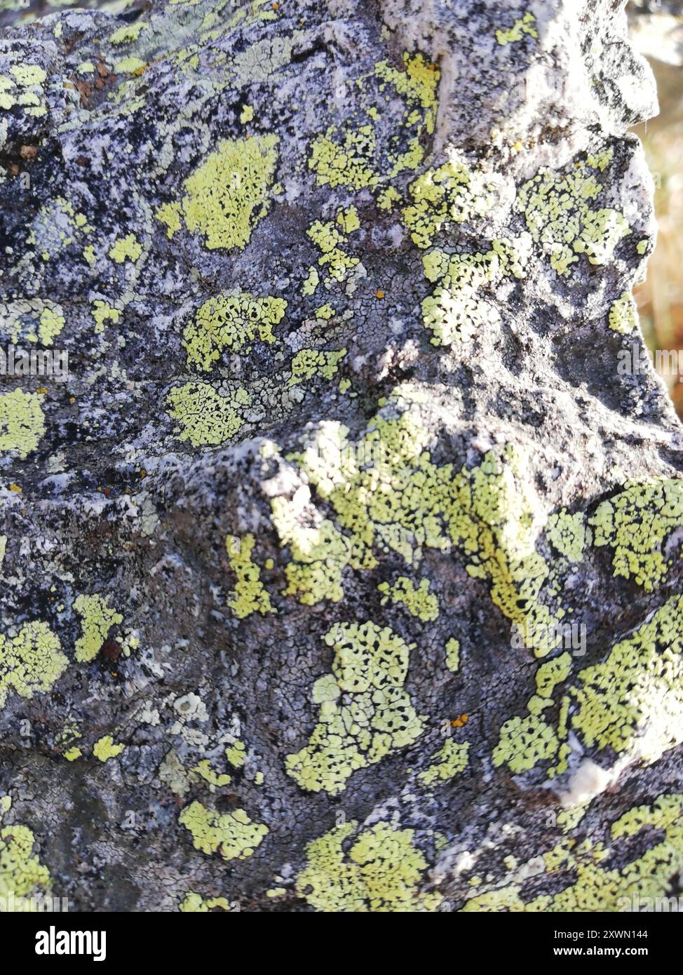 yellow map lichen (Rhizocarpon geographicum) Fungi Stock Photo - Alamy