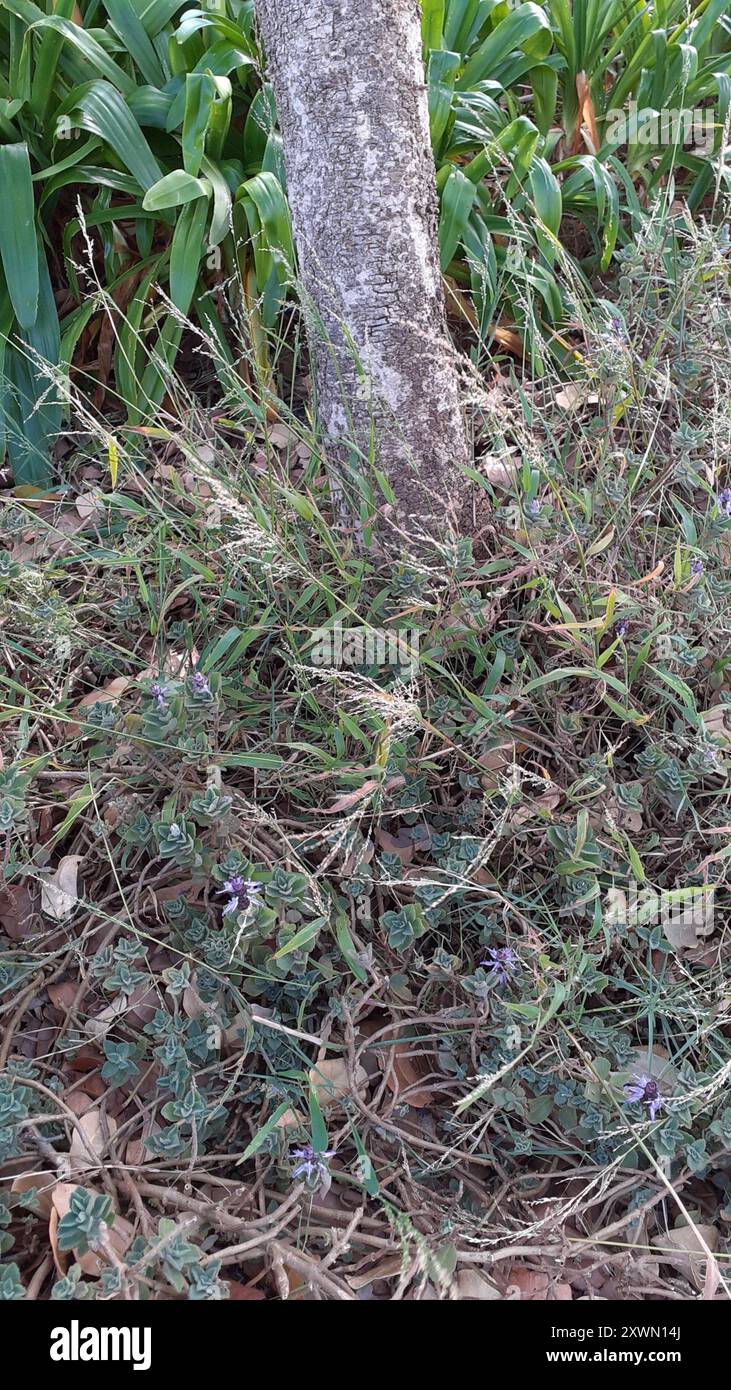 panic veldtgrass (Ehrharta erecta) Plantae Stock Photo - Alamy
