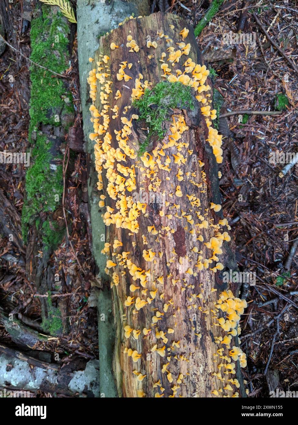 (Guepiniopsis buccina) Fungi Stock Photo - Alamy