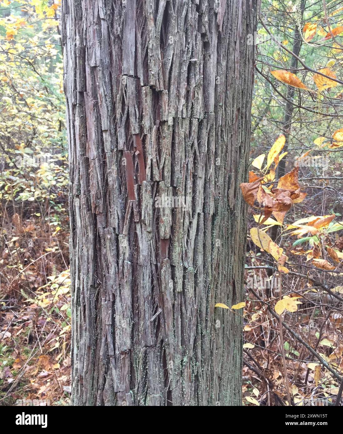 Atlantic white cedar (Chamaecyparis thyoides) Plantae Stock Photo - Alamy