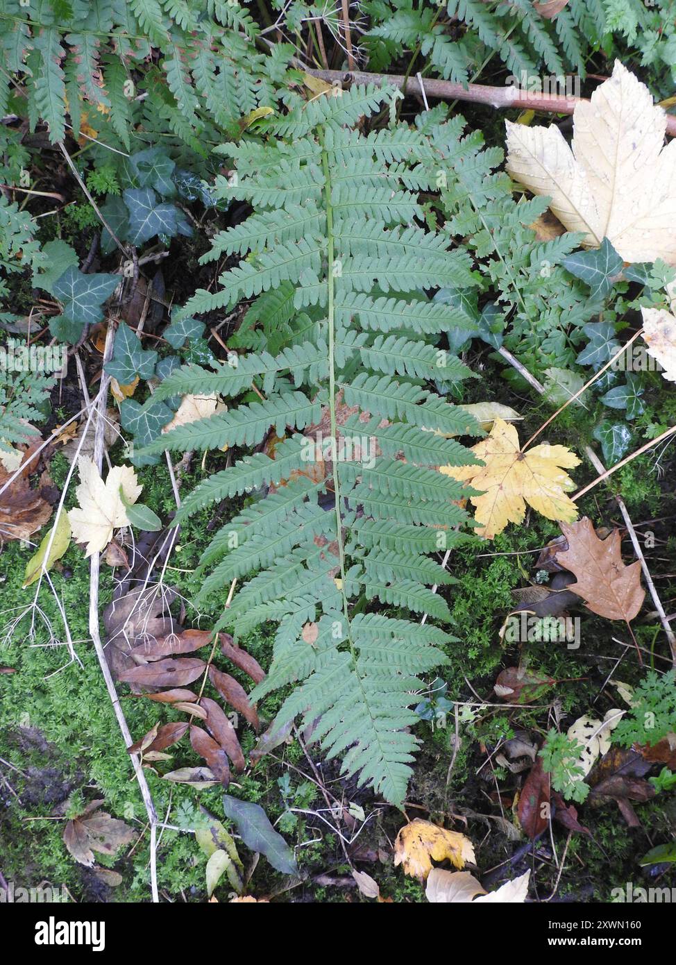 ferns (Polypodiopsida) Plantae Stock Photo - Alamy