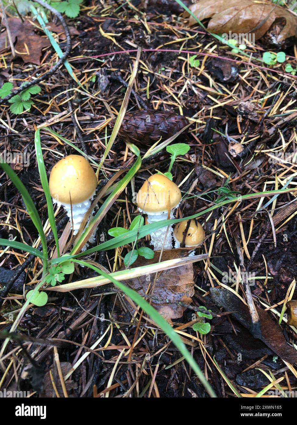 Questionable Stropharia (Stropharia ambigua) Fungi Stock Photo - Alamy