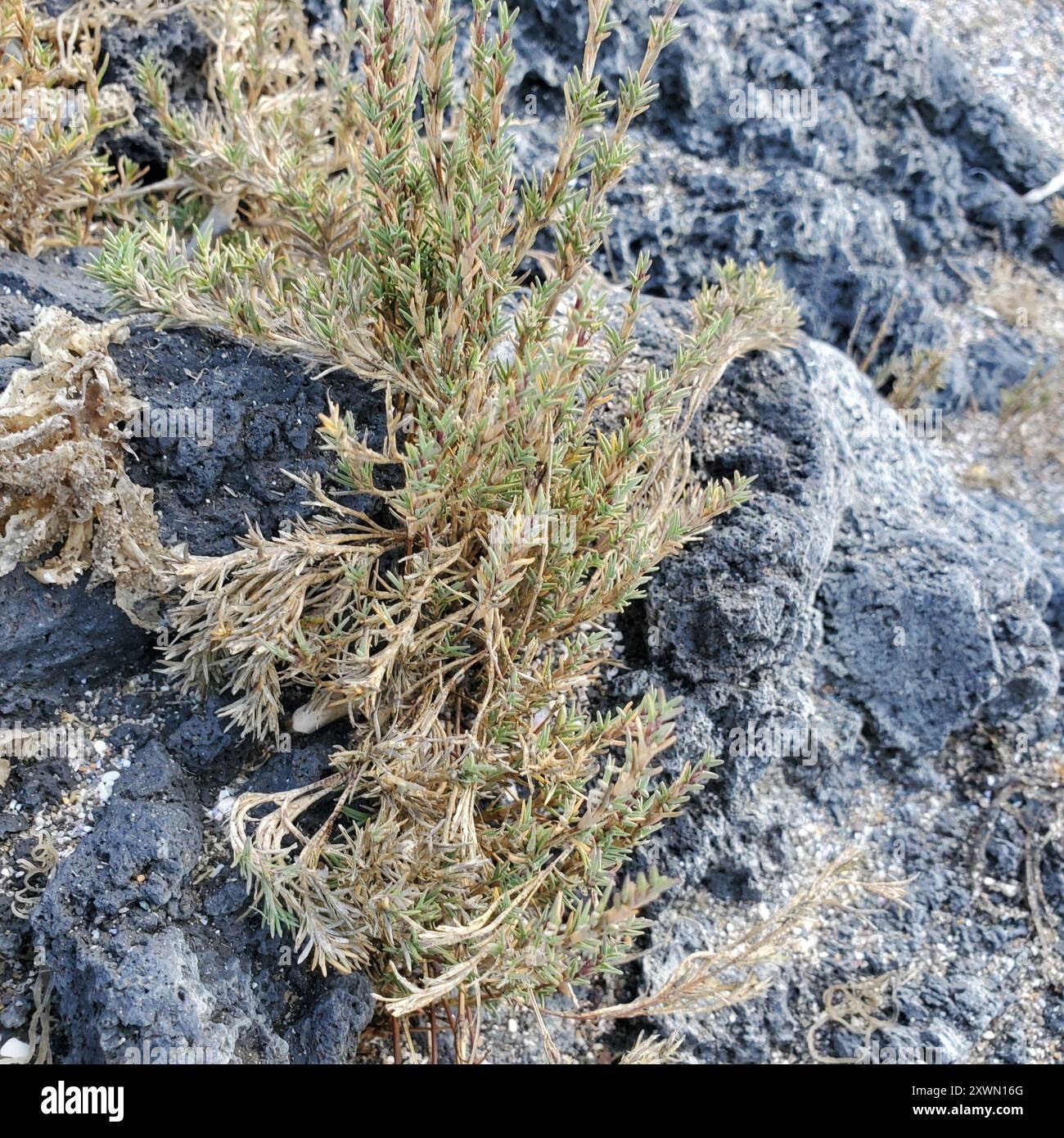shore grass (Distichlis littoralis) Plantae Stock Photo - Alamy