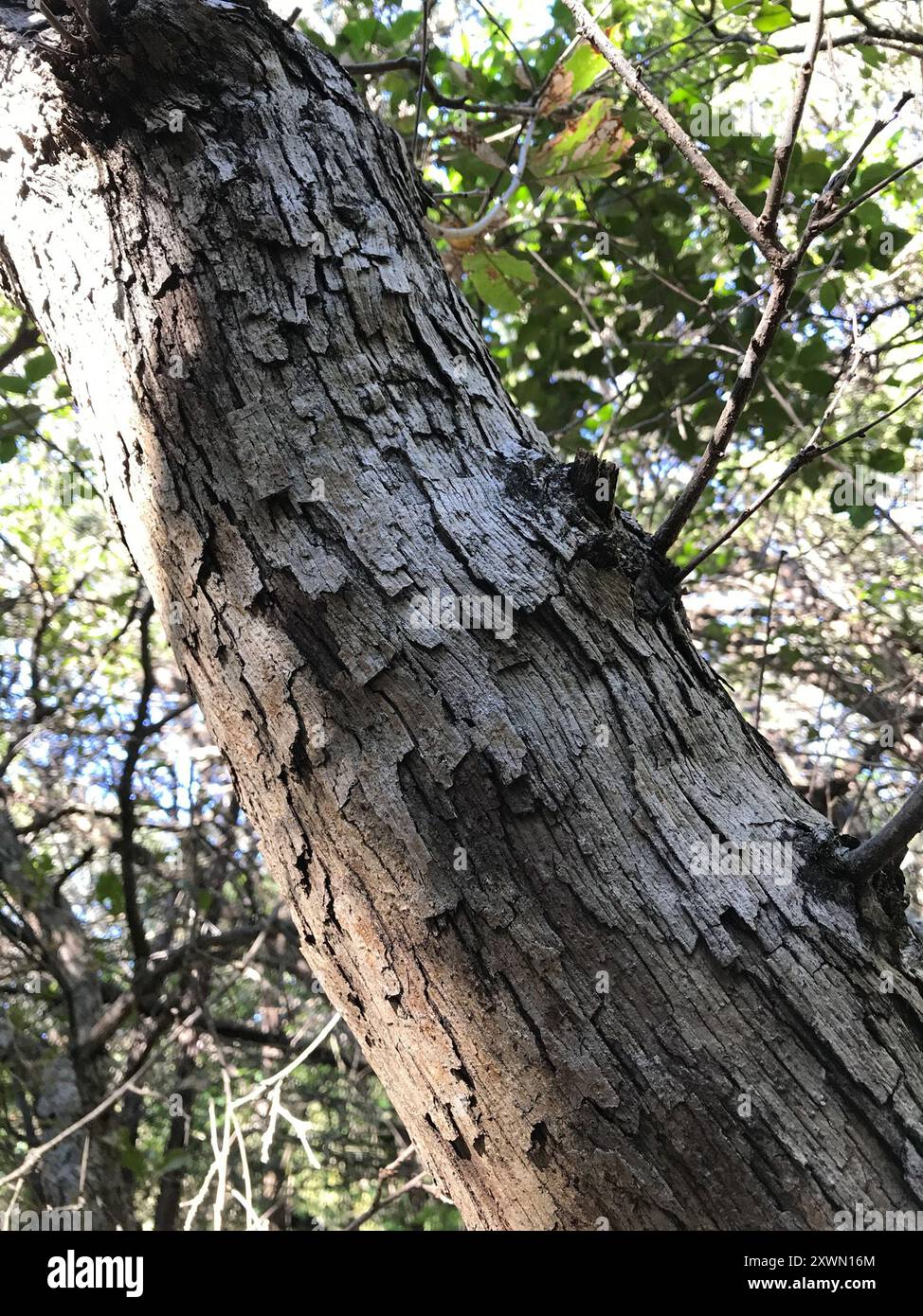 White Shin Oak (Quercus sinuata breviloba) Plantae Stock Photo - Alamy