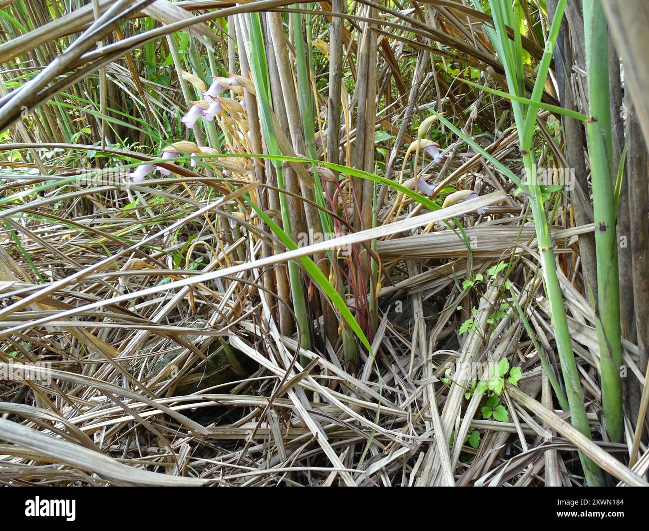 Indian Broomrape (Aeginetia indica) Plantae Stock Photo - Alamy