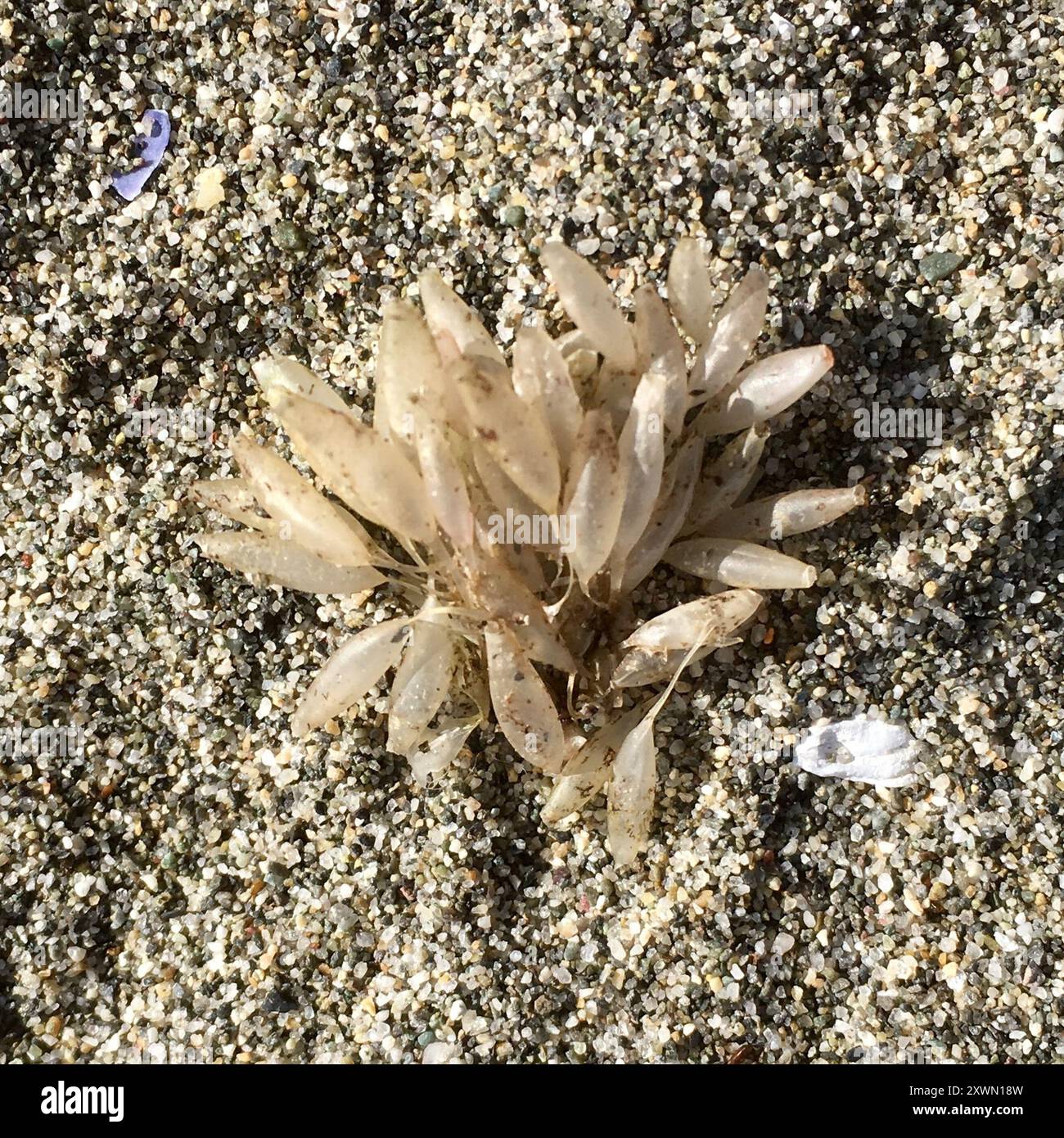 Squids and Cuttlefishes (Decapodiformes) Mollusca Stock Photo - Alamy