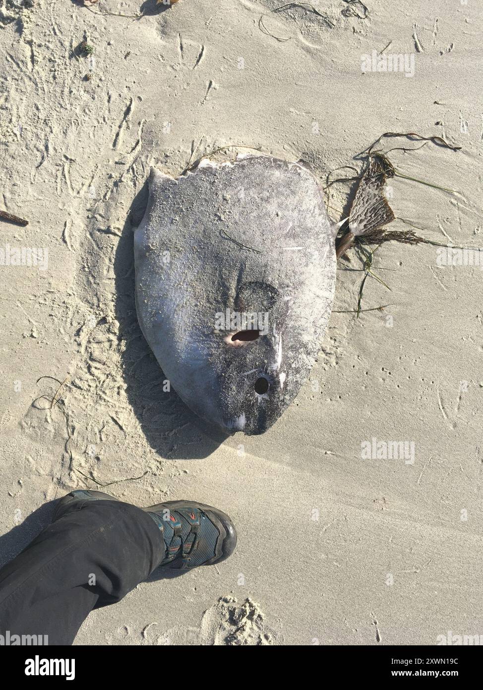 Common Mola (Mola mola) Actinopterygii Stock Photo - Alamy