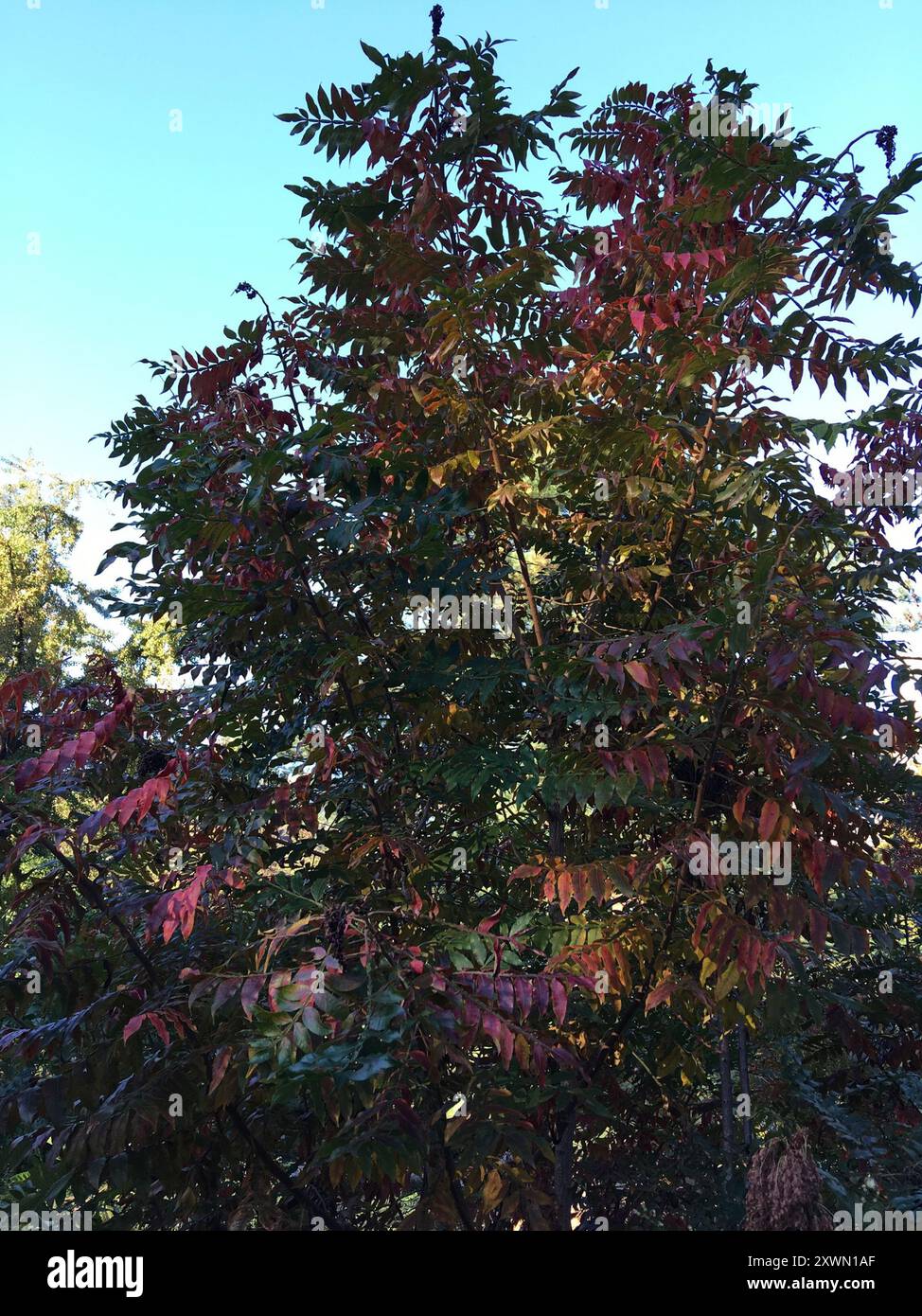 shining sumac (Rhus copallinum) Plantae Stock Photo - Alamy