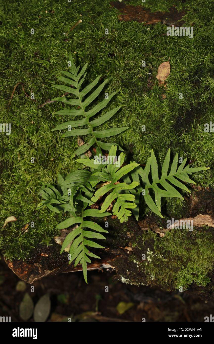 common polypody (Polypodium vulgare) Plantae Stock Photo - Alamy