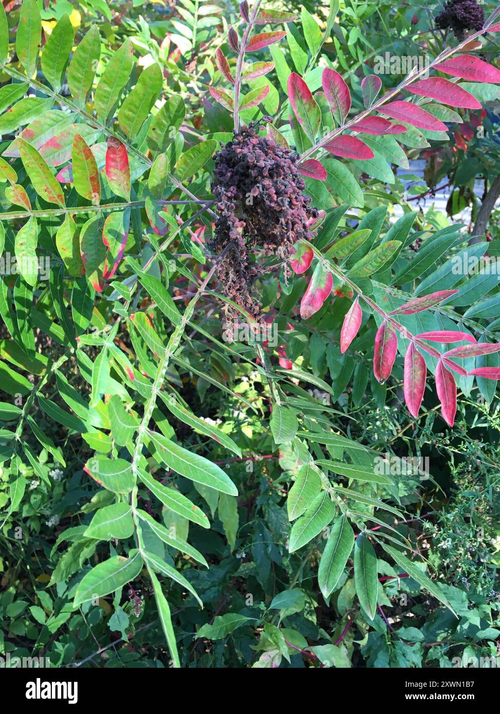 shining sumac (Rhus copallinum) Plantae Stock Photo - Alamy