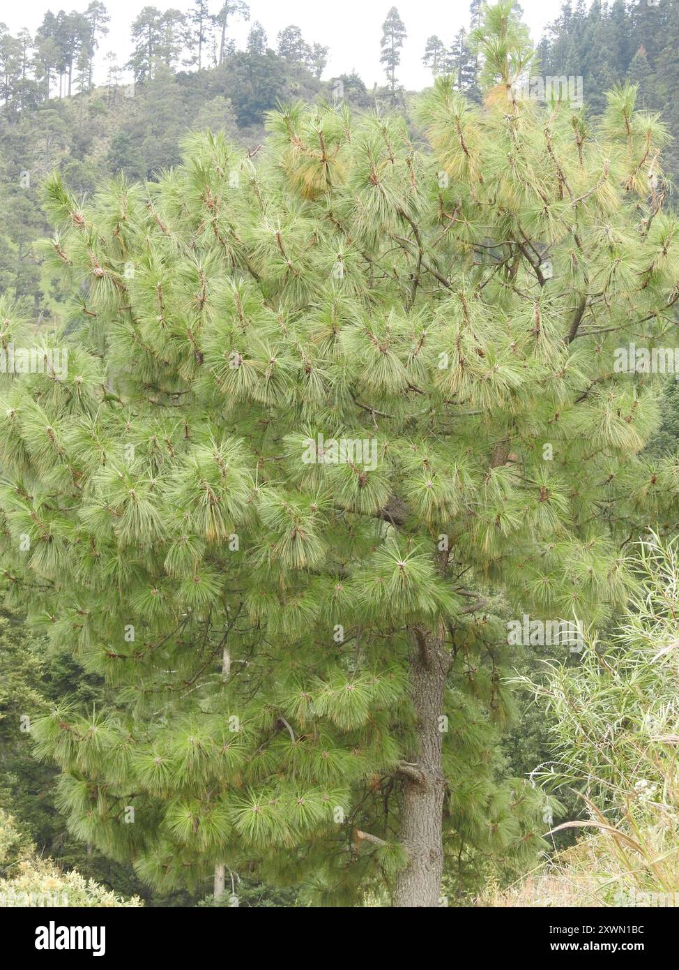Montezuma pine (Pinus montezumae) Plantae Stock Photo - Alamy